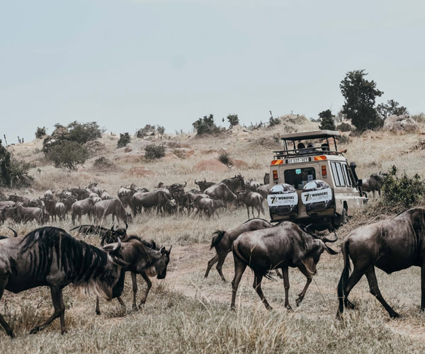 Best Time to See the Great Migration | Seven Wonders Safaris